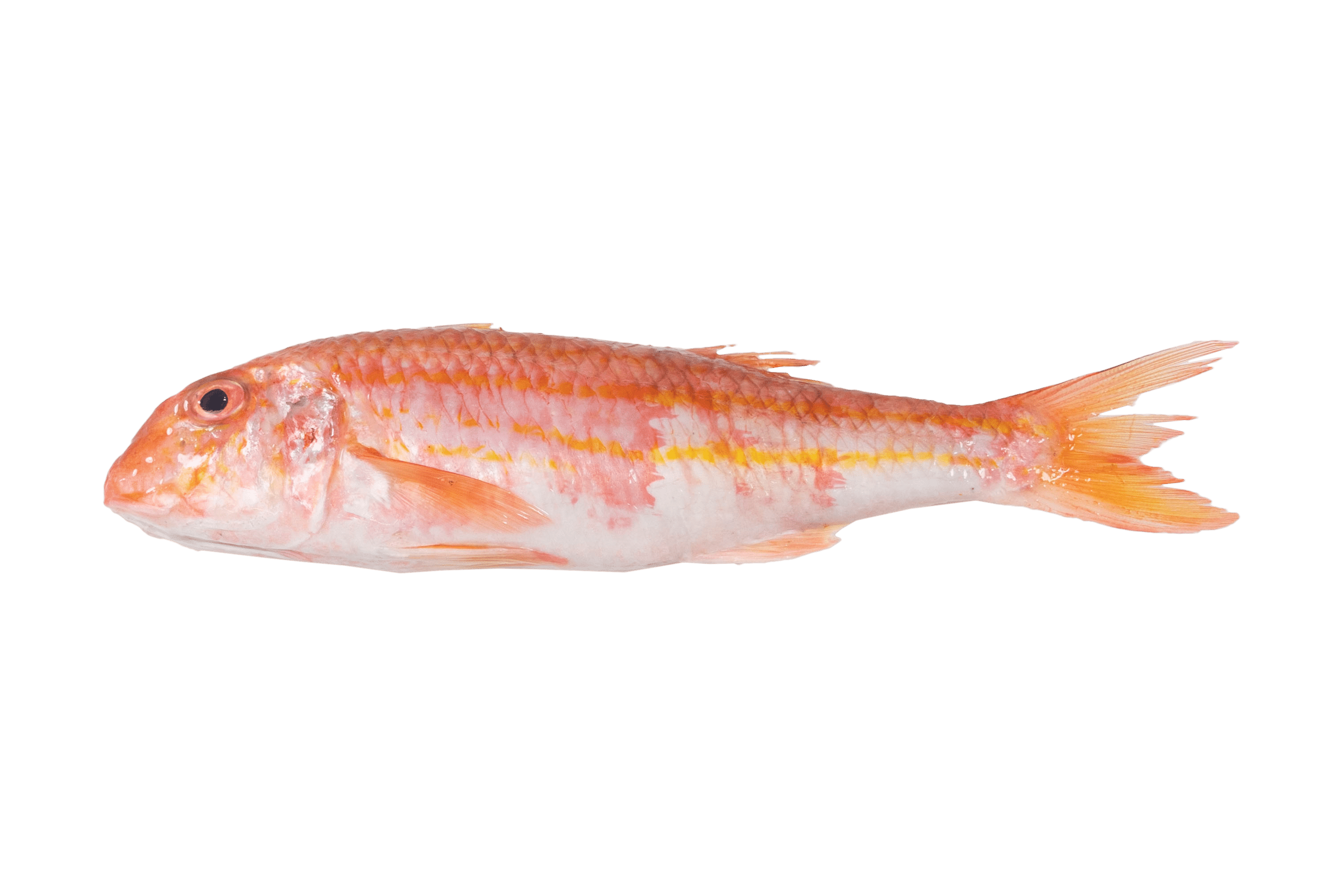 Red mullet - Dayseaday
